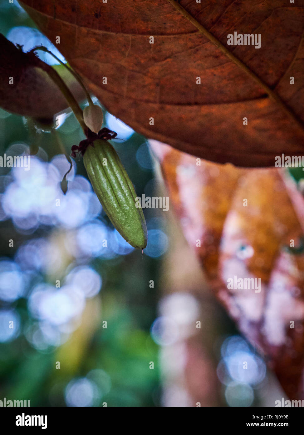 Cocoa beans on theobroma tree in plantation of Costa Rica, Central ...
