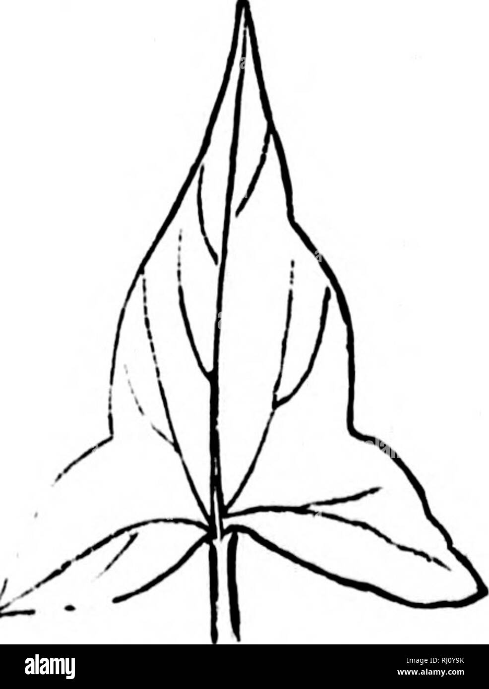 Acicular leaf hi-res stock photography and images - Alamy