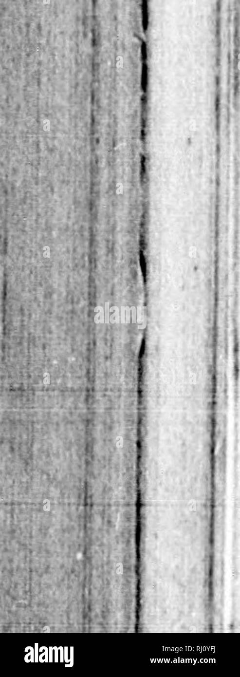 Phalan hi-res stock photography and images - Alamy