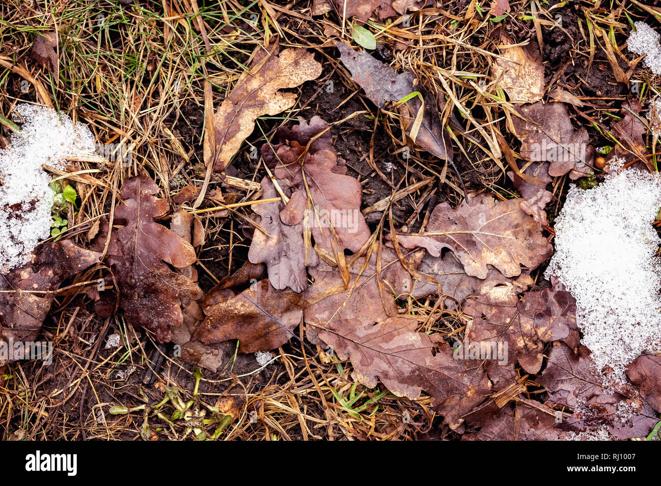Fallen brown oak leaves on the ground Stock Photo - Alamy