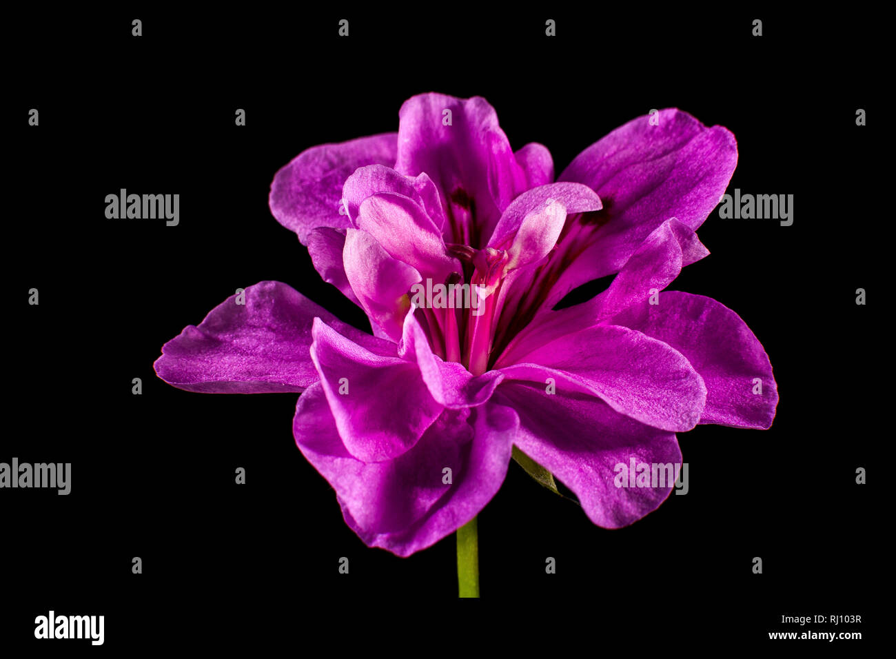 geranium macro on black Stock Photo - Alamy