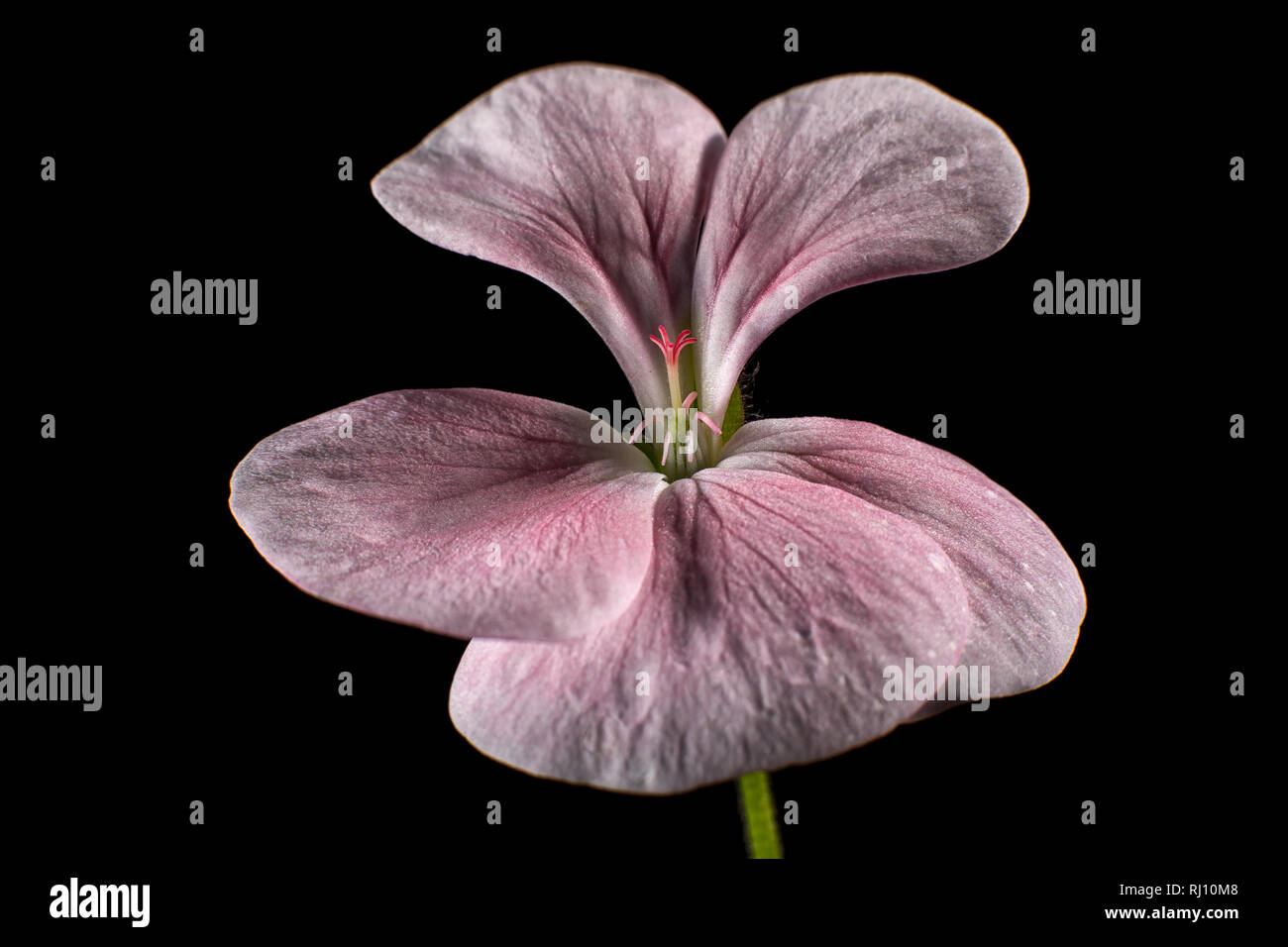 pink geranium flower macro Stock Photo - Alamy
