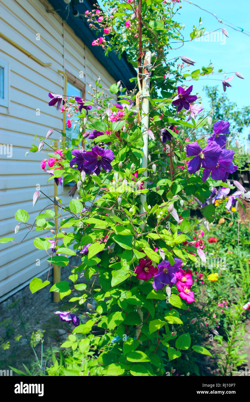 Clematis house hi-res stock photography and images - Alamy