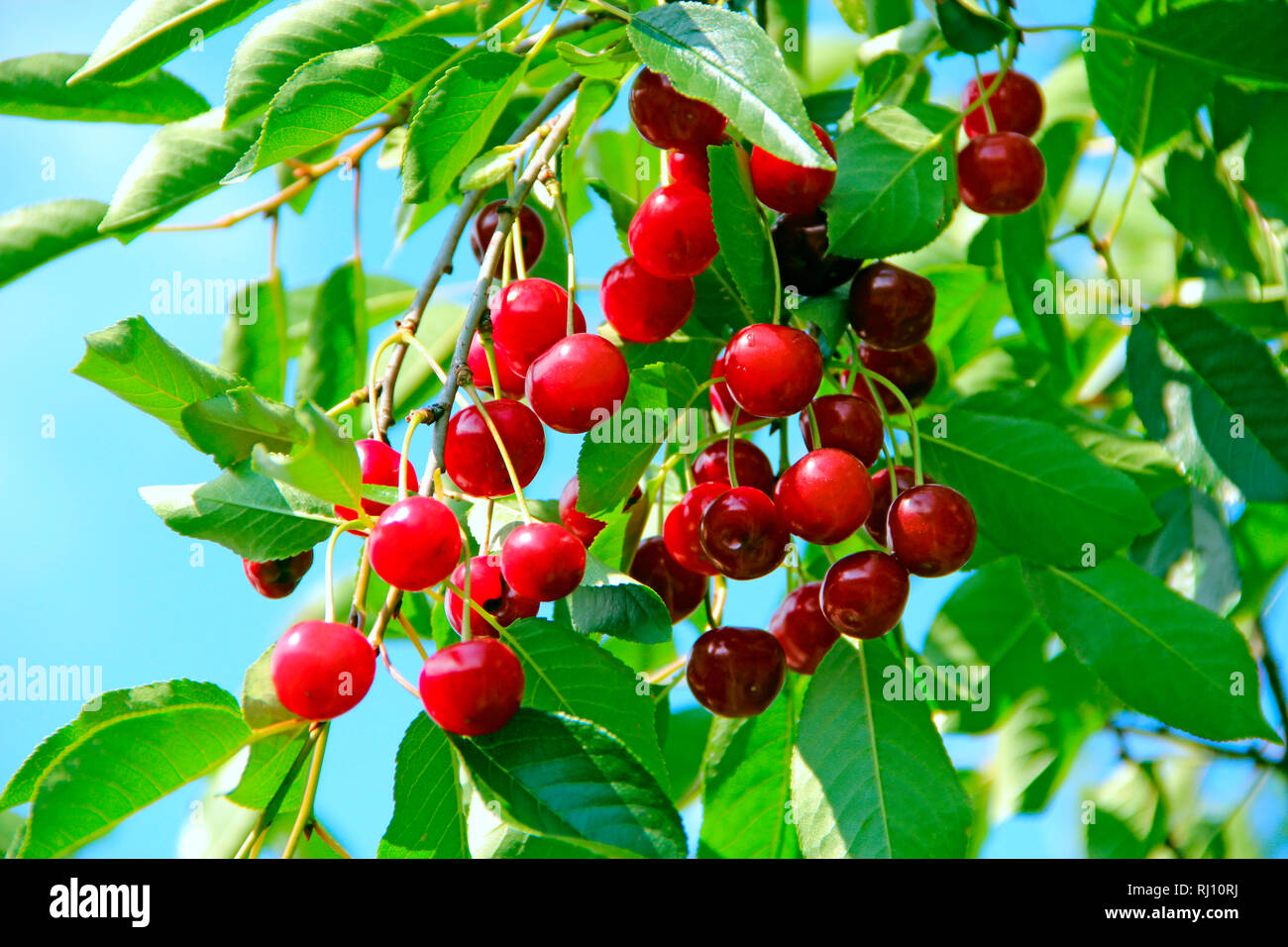 Hanging cherry tree hi-res stock photography and images - Alamy