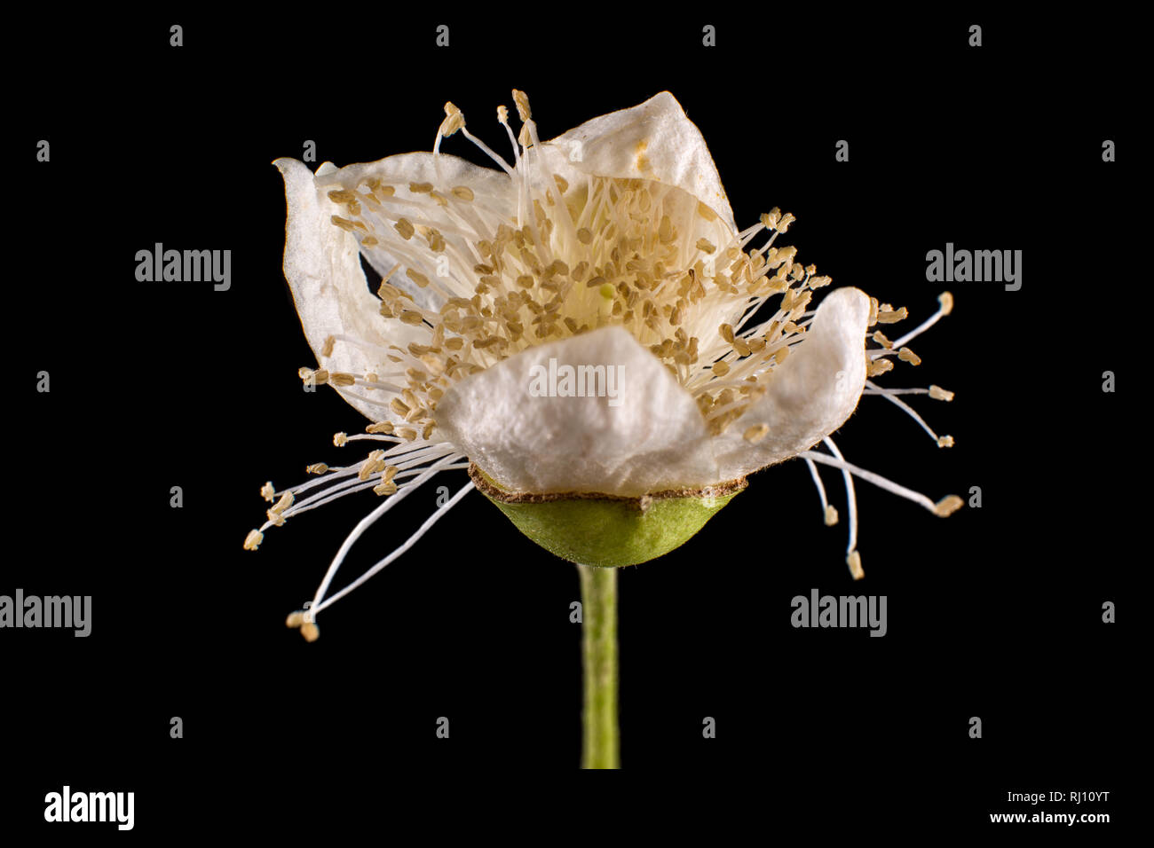 Guava Flower Morphology