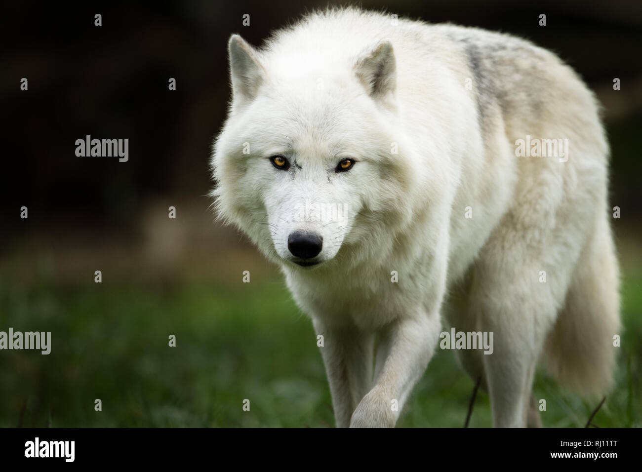White Alpha Male Arctic Wolf High Resolution Stock Photography and ...