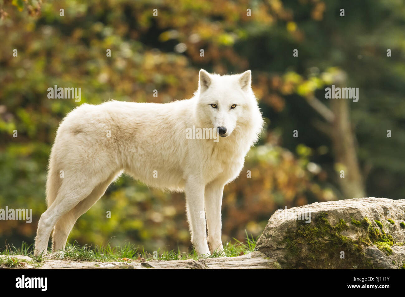 White Alpha Male Arctic Wolf High Resolution Stock Photography and ...