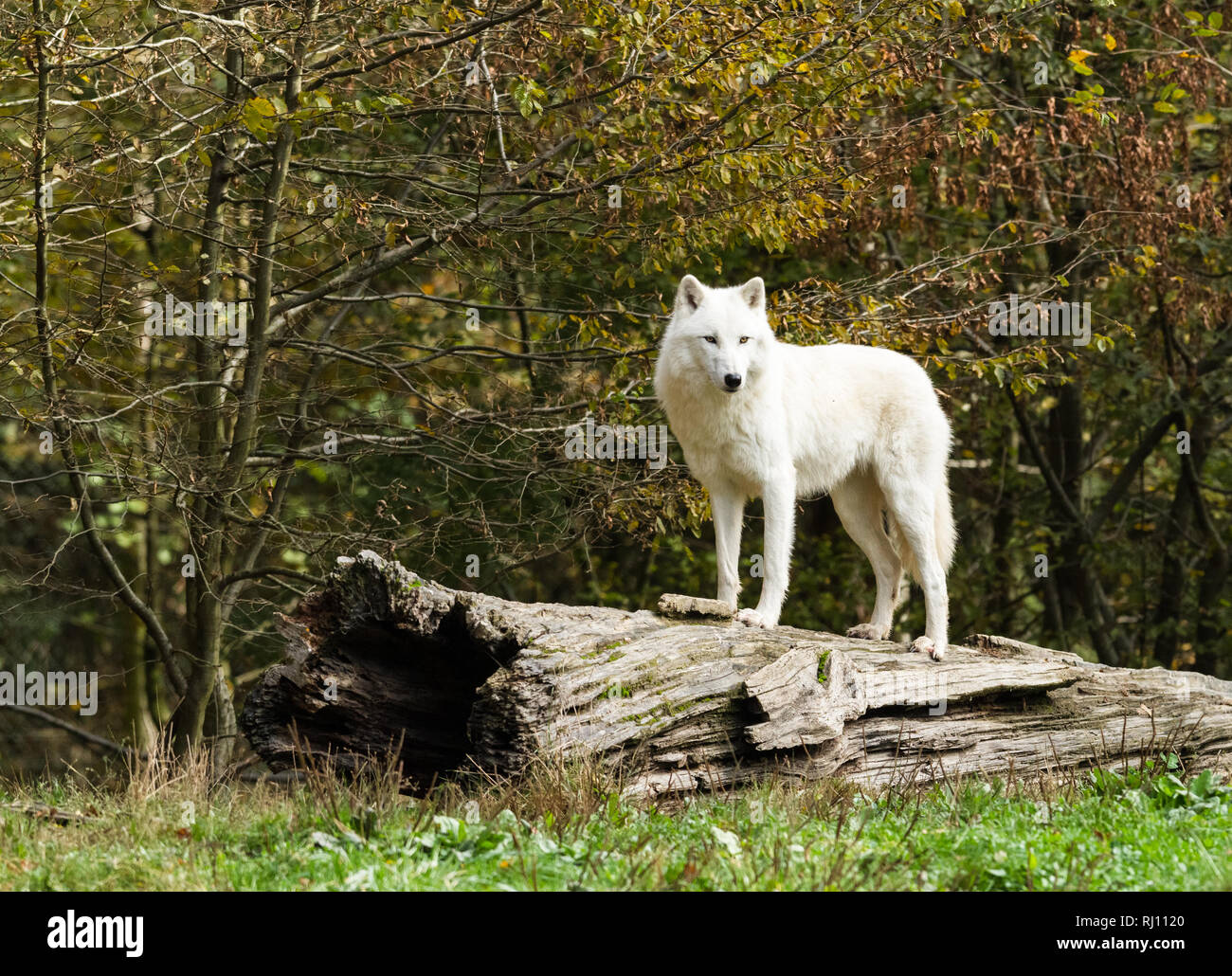 White Alpha Male Arctic Wolf High Resolution Stock Photography and ...