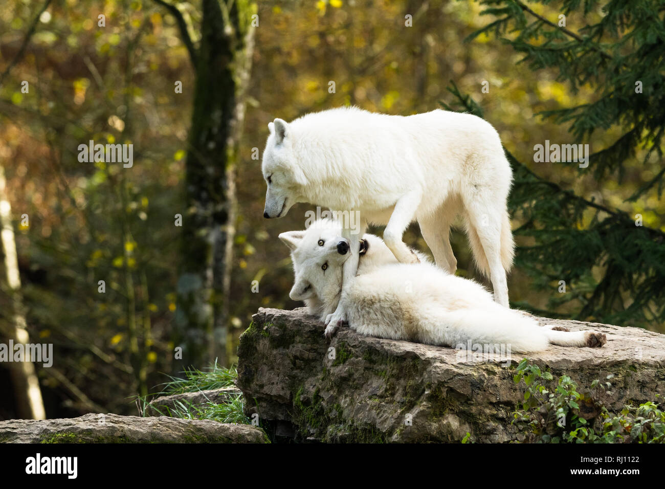 Artic Wolf in the forest Stock Photo - Alamy