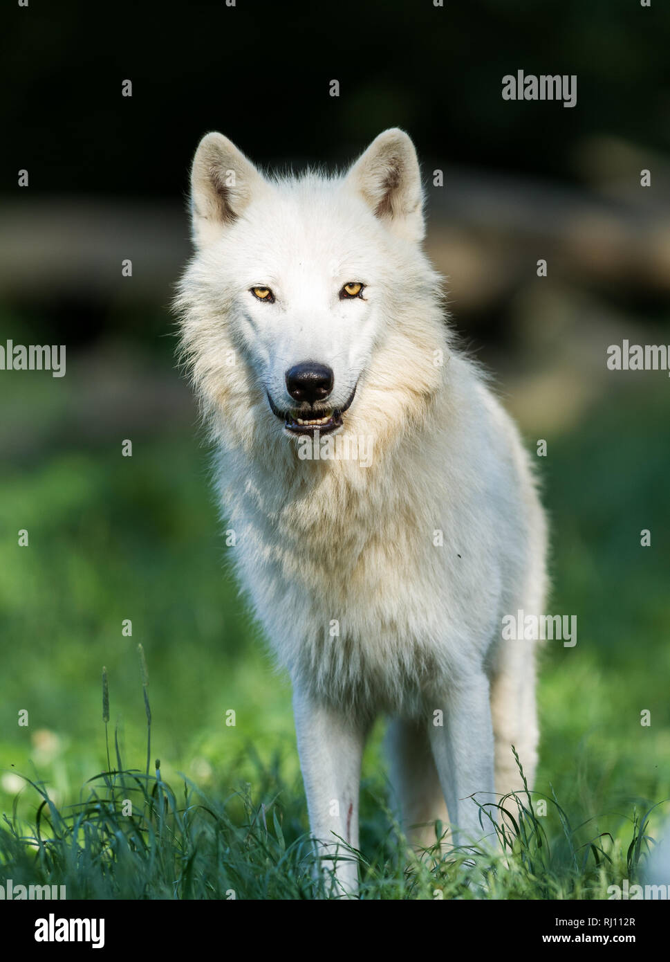 Alpha female wolf eyes hi-res stock photography and images - Alamy