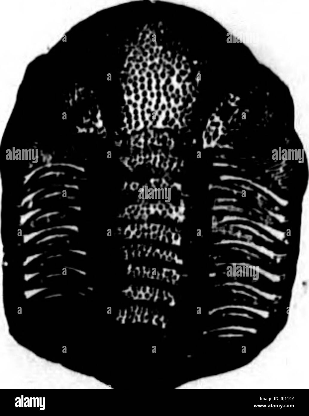 Olenoides hi-res stock photography and images - Alamy