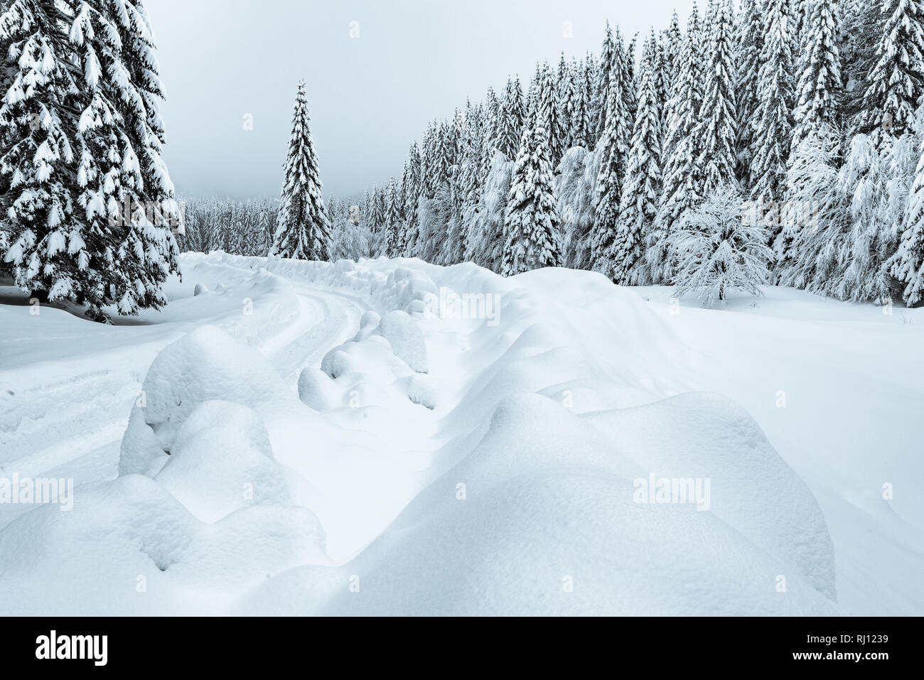 A road through deep snow in a firs forest Stock Photo - Alamy