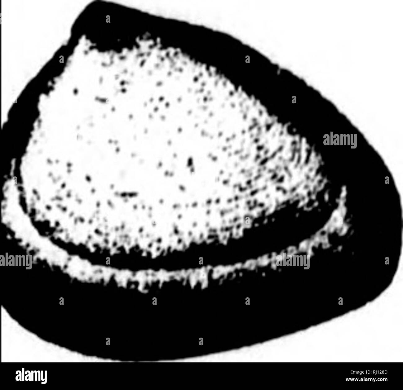 Prominent shell Black and White Stock Photos & Images - Alamy