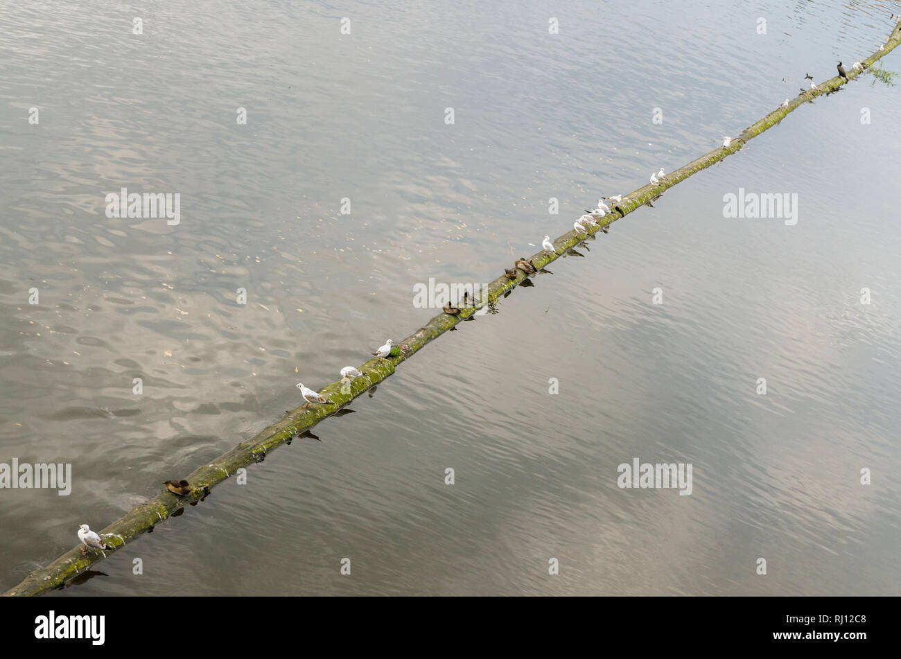 Group of seagulls on a wood log in Vltava river, Prague, Czech Republic ...