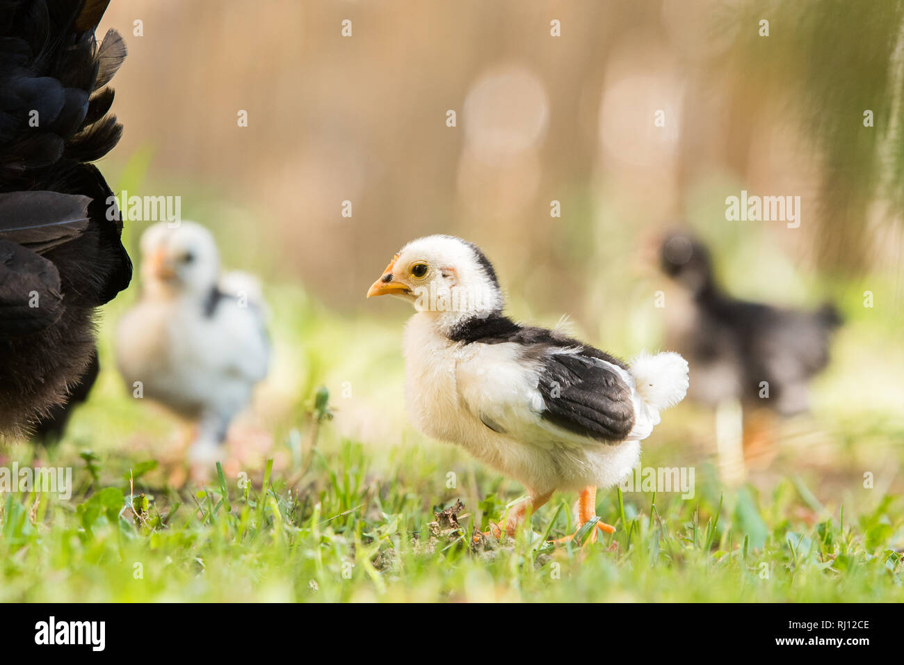 Small baby chicken Stock Photo - Alamy