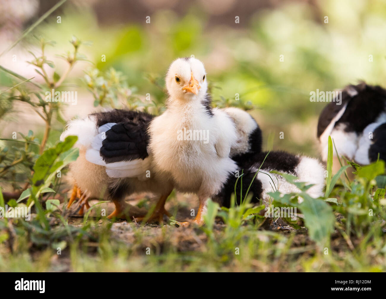 Small baby chicken Stock Photo - Alamy