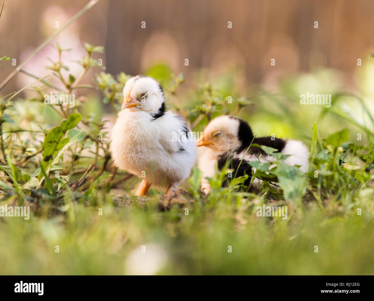 Small baby chicken Stock Photo - Alamy