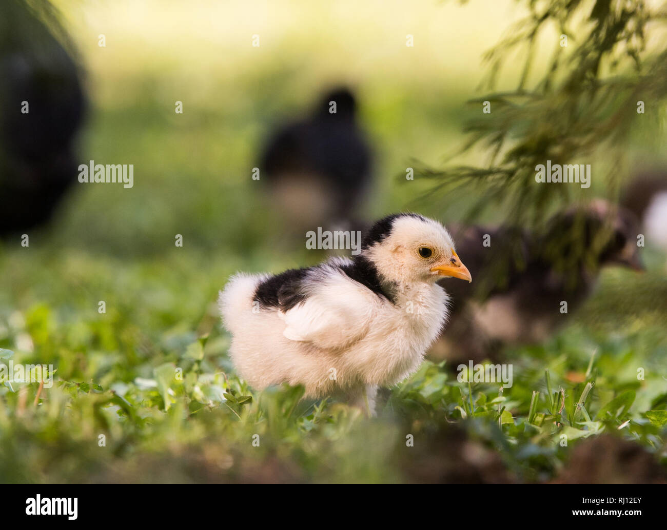 Small baby chicken Stock Photo - Alamy