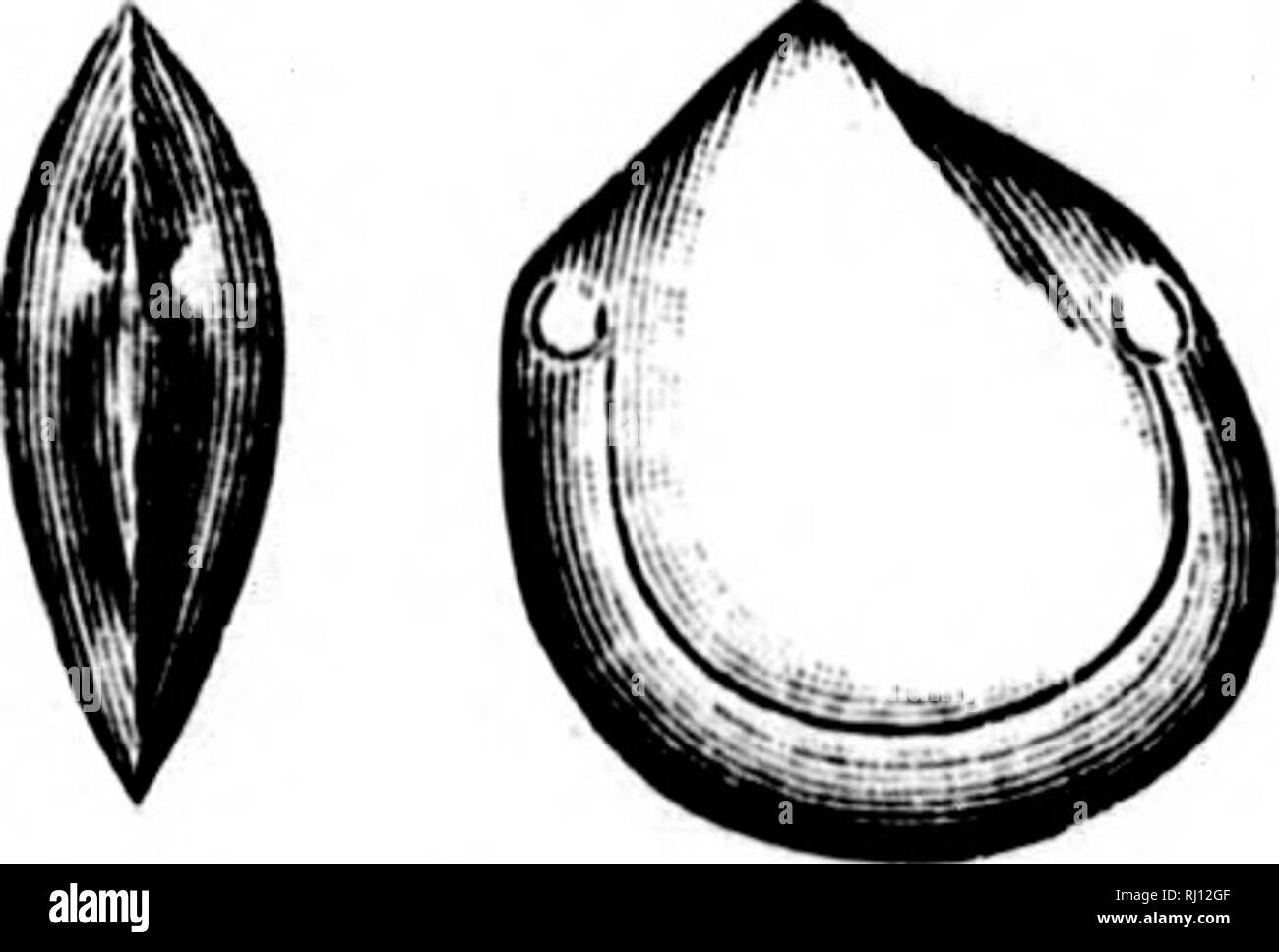 Prorhynchus hi-res stock photography and images - Alamy