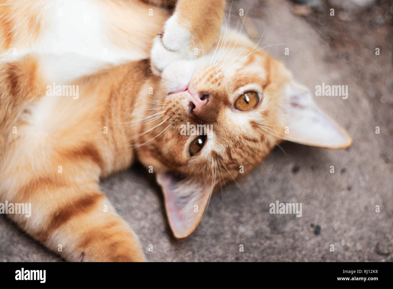 Mottled fur background hi-res stock photography and images - Alamy