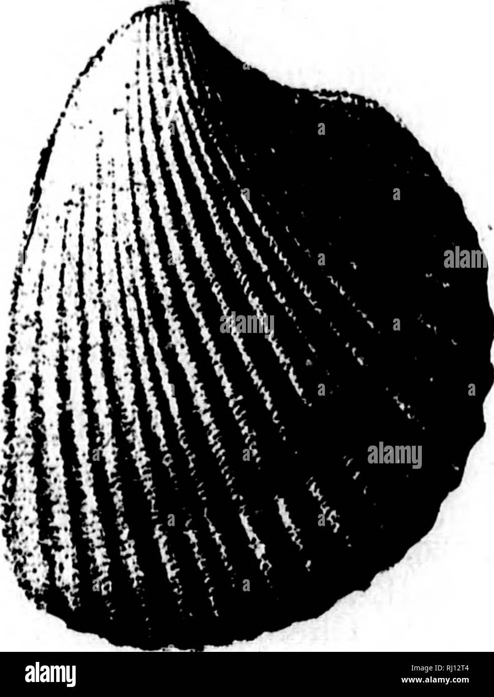 . North American geology and palaeontology for the use of amateurs ...
