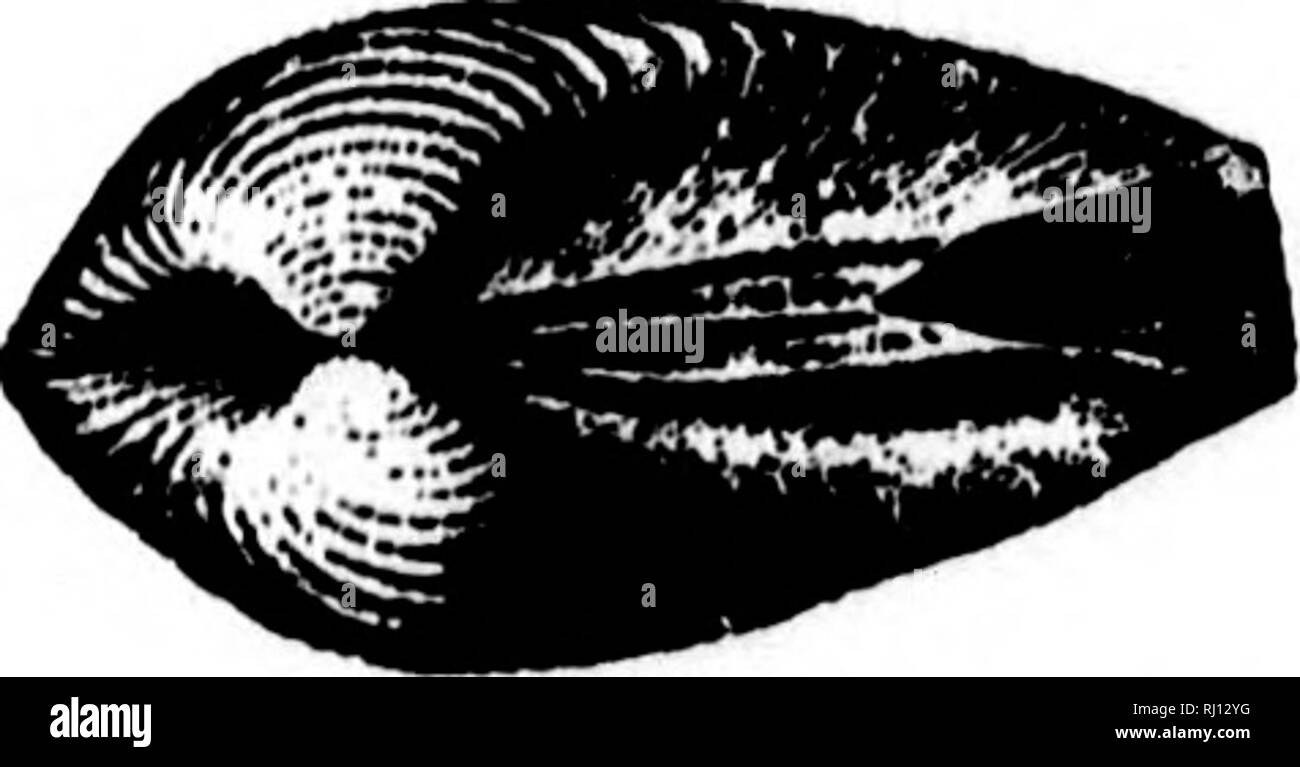 Buff ta hi-res stock photography and images - Alamy