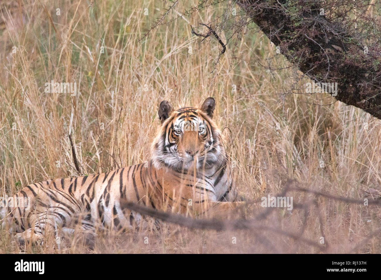 Royal bengal tiger Stock Photo - Alamy