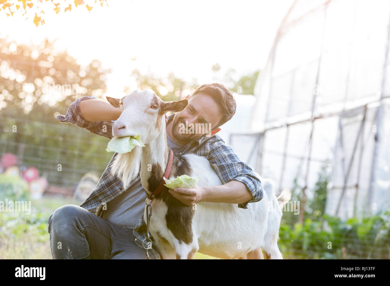Smiling mid adult farmer feeding cabbage to goat at farm Stock Photo ...