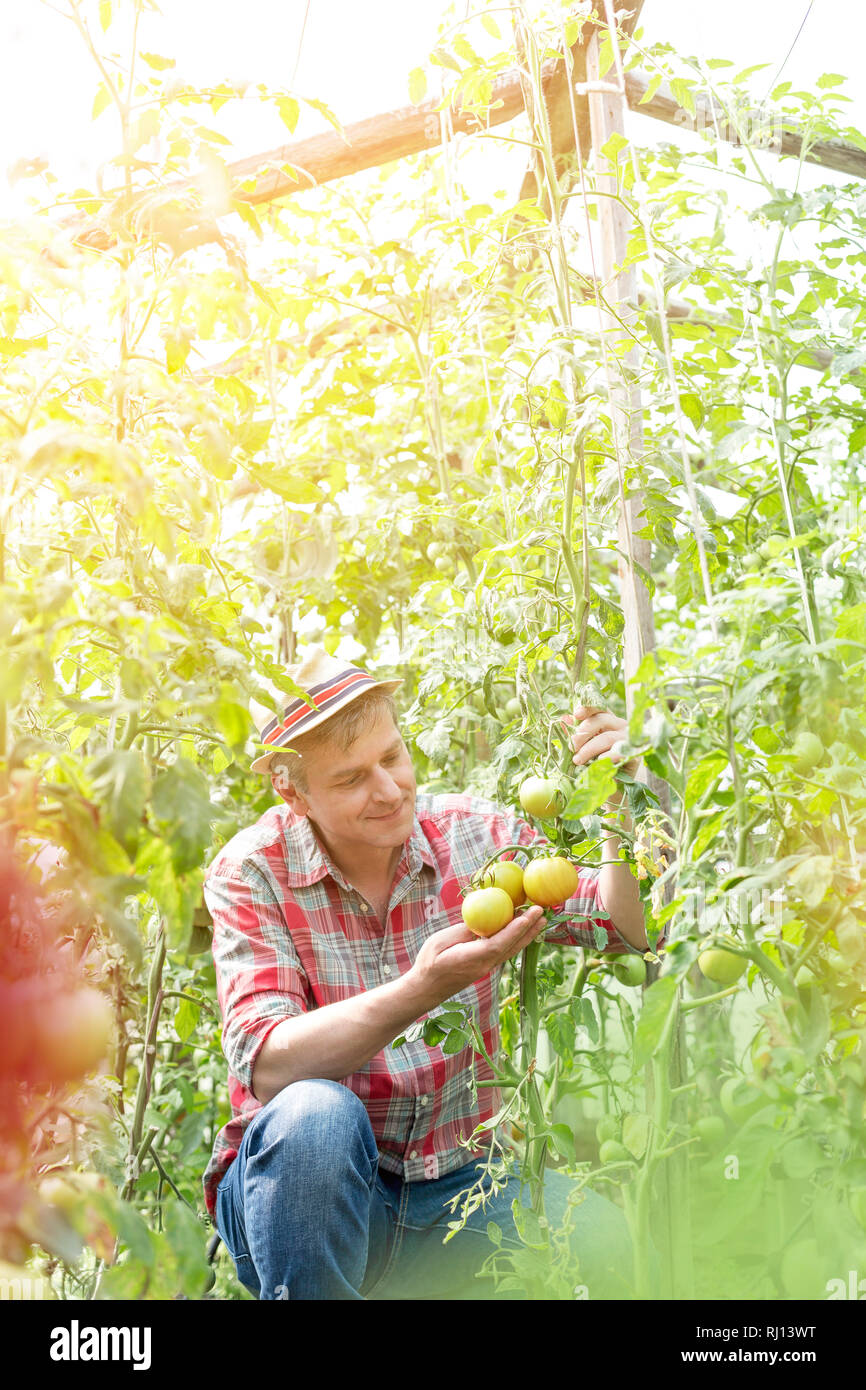 Farmer with tomatoes hi-res stock photography and images - Alamy