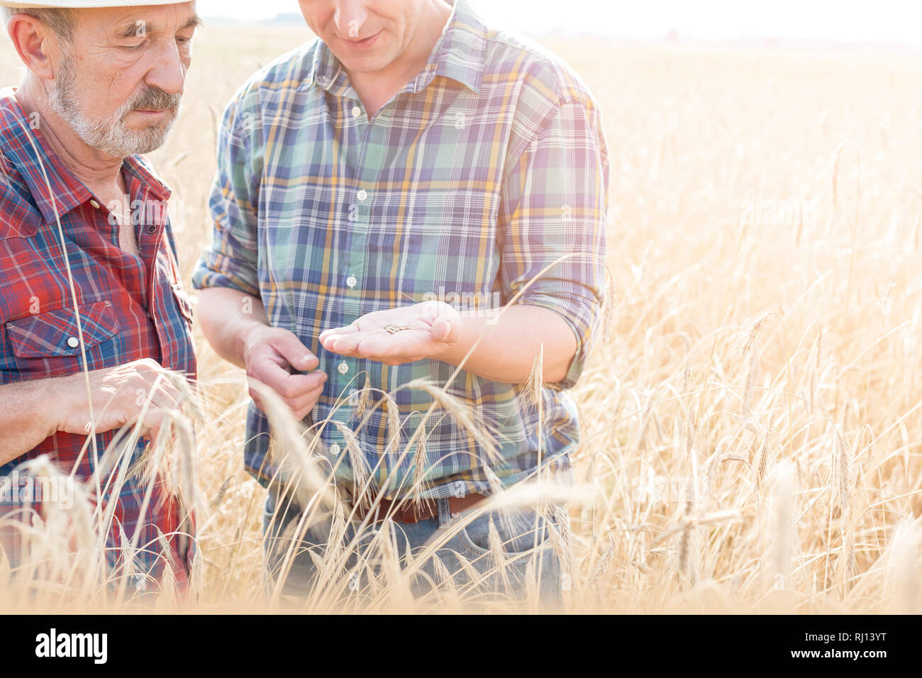 Farmer man holding wheat grains hi-res stock photography and images - Alamy