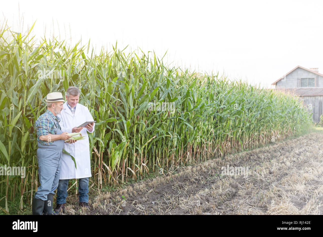 Farmer and scientist using digital tablet while examining corn crops at ...