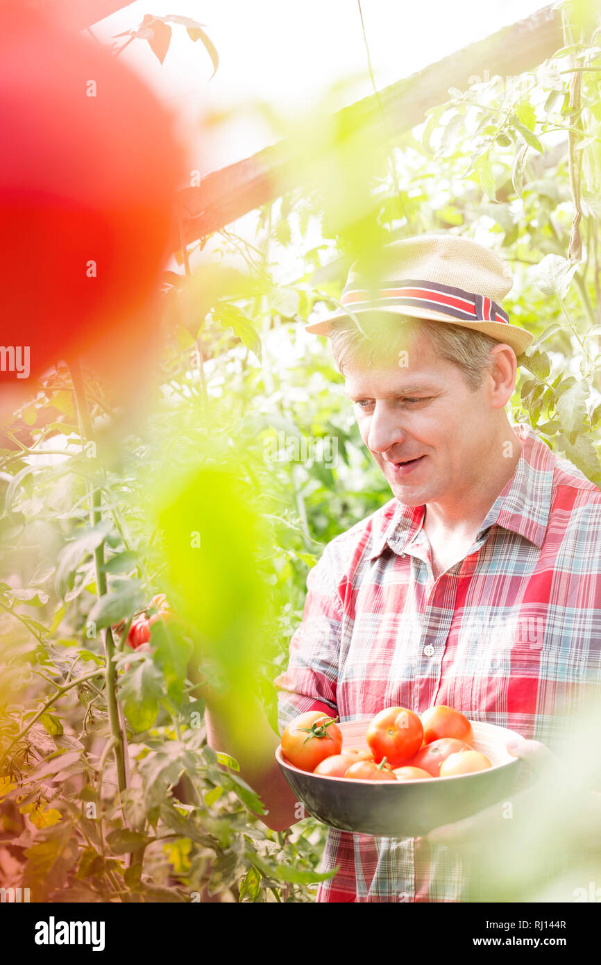 Mature farmer harvesting fresh tomatoes at farm Stock Photo - Alamy