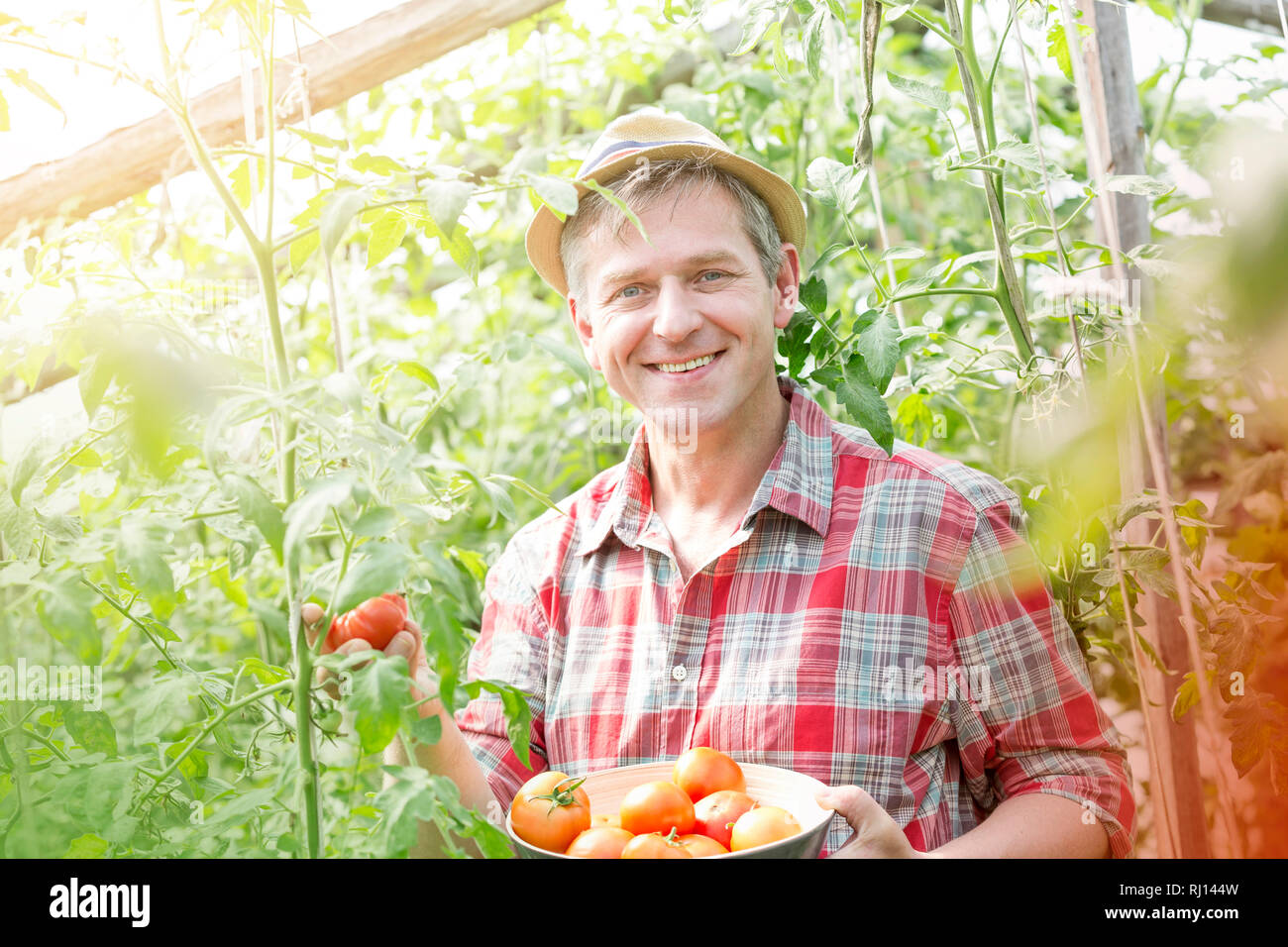 Tomato farm hi-res stock photography and images - Alamy