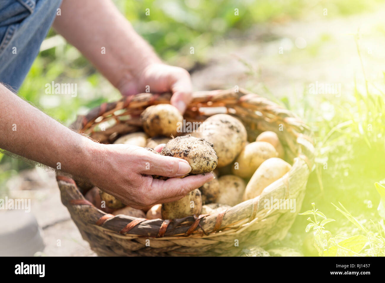 Potato farm hi-res stock photography and images - Alamy