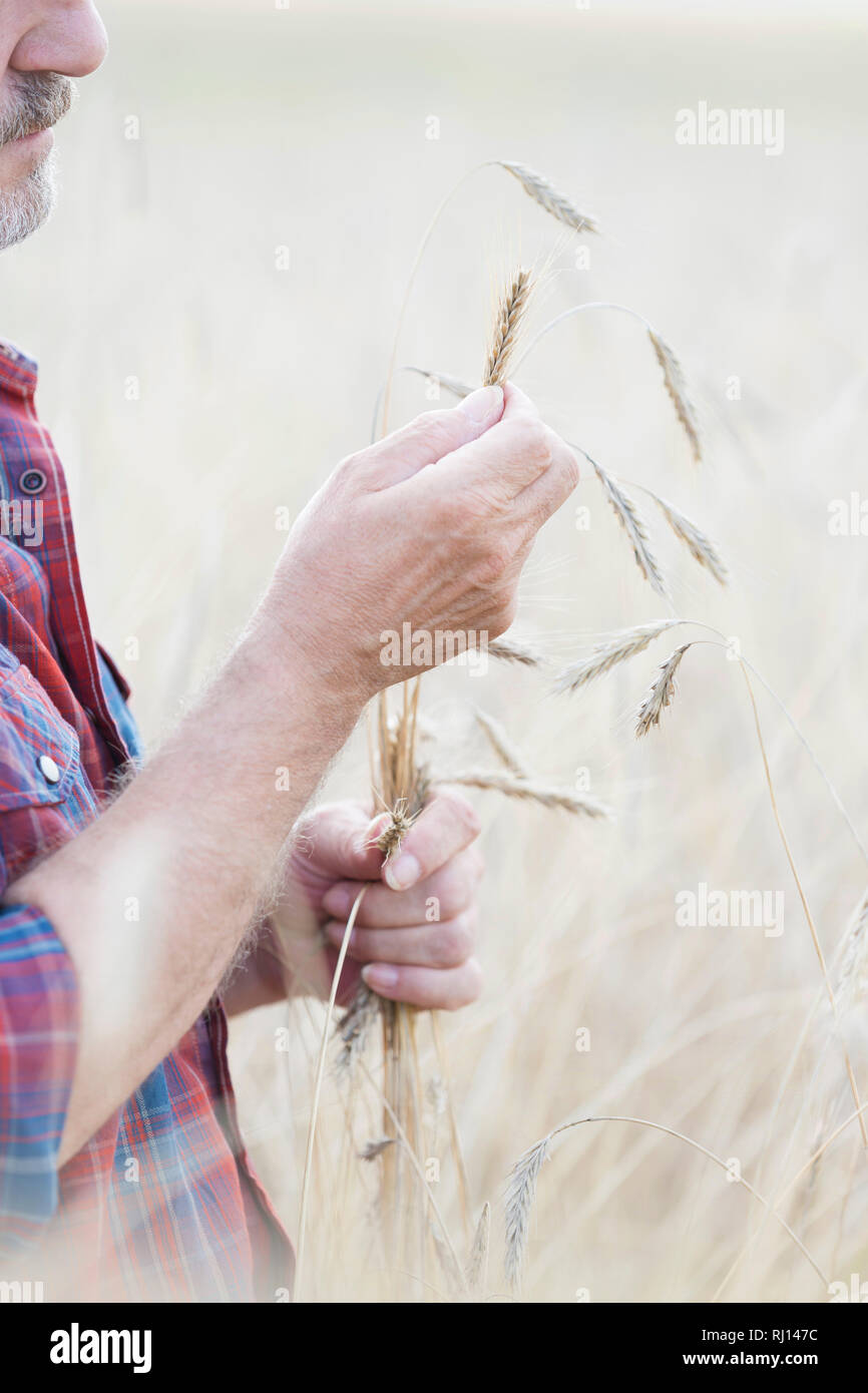 Farmer man holding wheat grains hi-res stock photography and images - Alamy