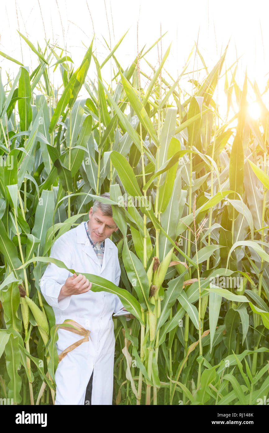 Mature scientist examining corn crops at farm Stock Photo - Alamy
