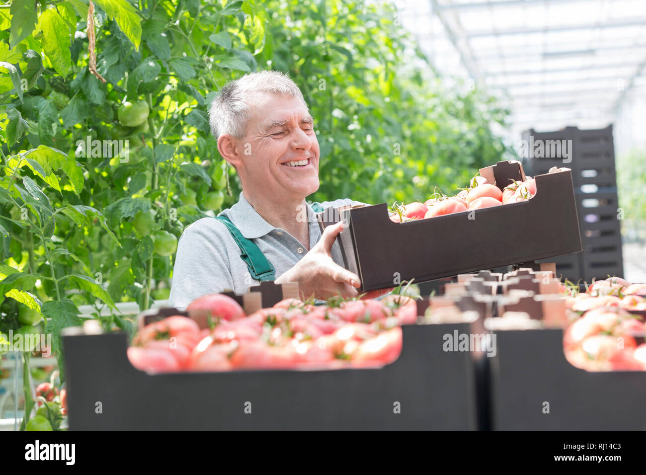 Smiling senior farmer stacking tomato crates at greenhouse Stock Photo ...