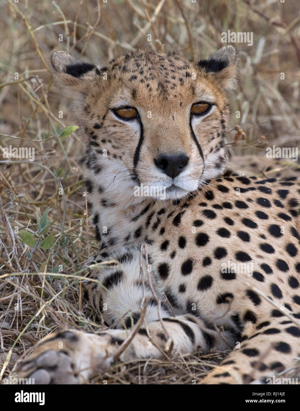 One cheetah, Acinonyx jubatus iesting in grassland, Samburu Game ...