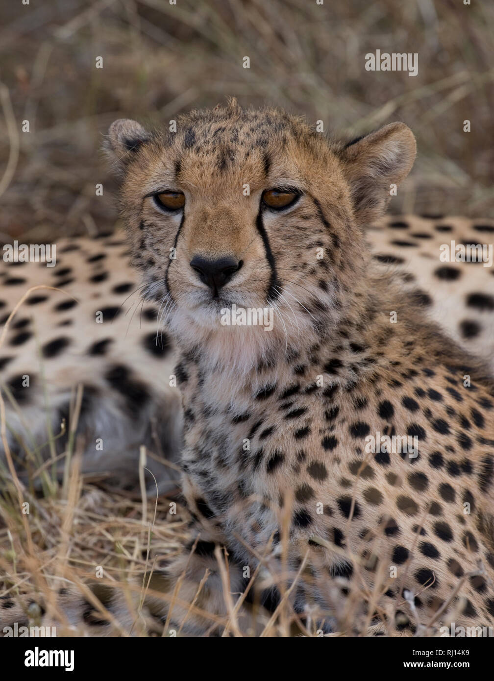 Cheetah in grassland hi-res stock photography and images - Alamy