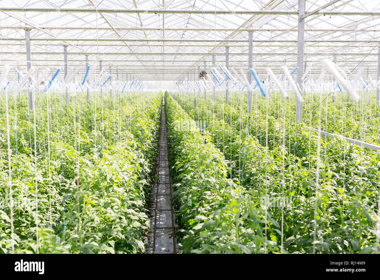 Organic plants hi-res stock photography and images - Alamy