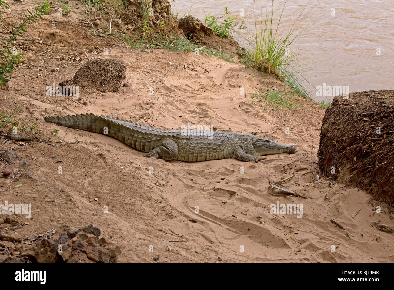 One Nile crocodile Crocodylus niloticus, resting on sandbank by Ewaso ...