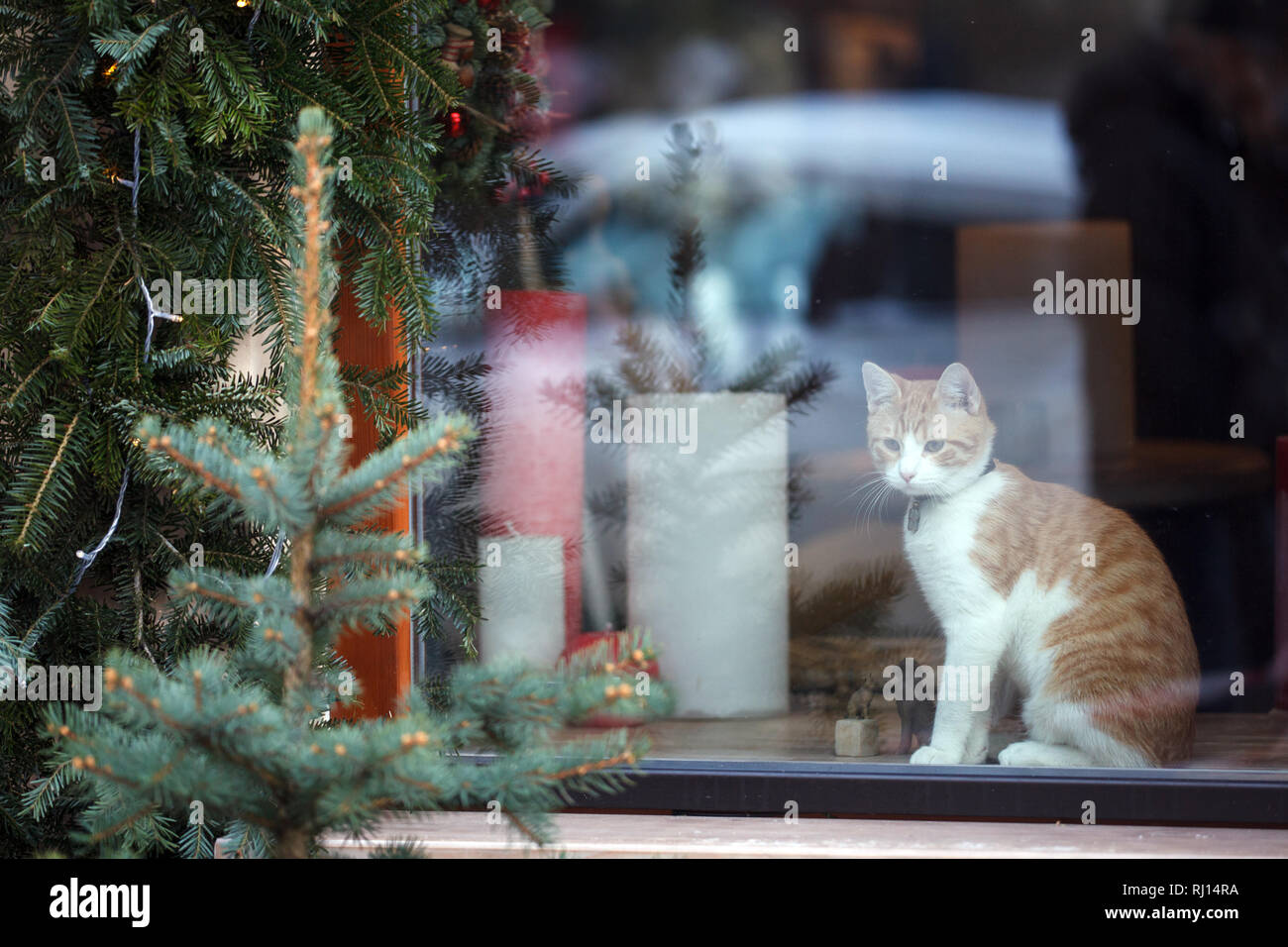 Cat in restaurant window hi-res stock photography and images - Alamy