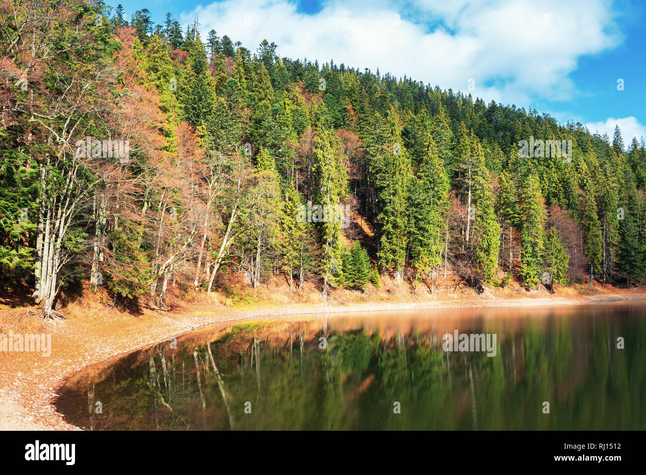 shore of the lake among coniferous forest with some beech trees in ...