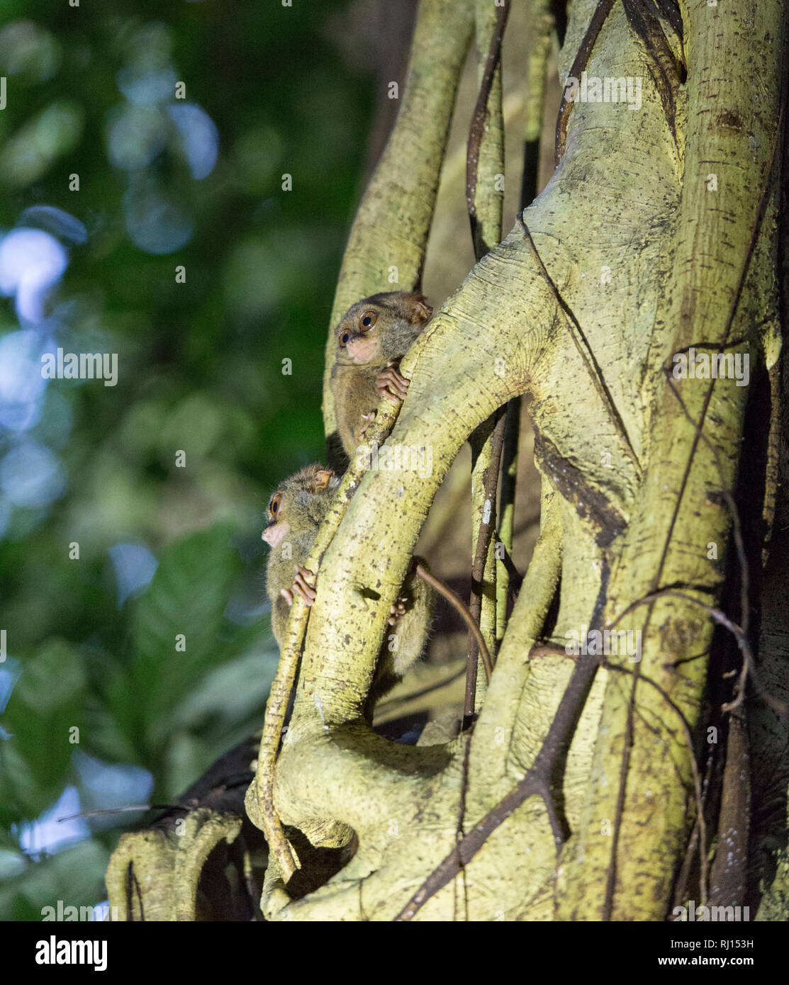 tarsius on a tree in Indonesia, Sulawesi island Stock Photo - Alamy