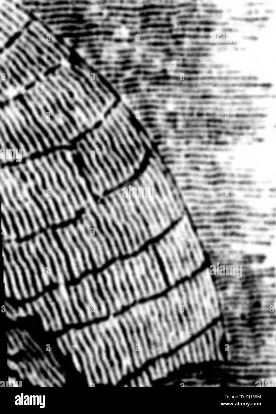 Whale soil hi-res stock photography and images - Alamy