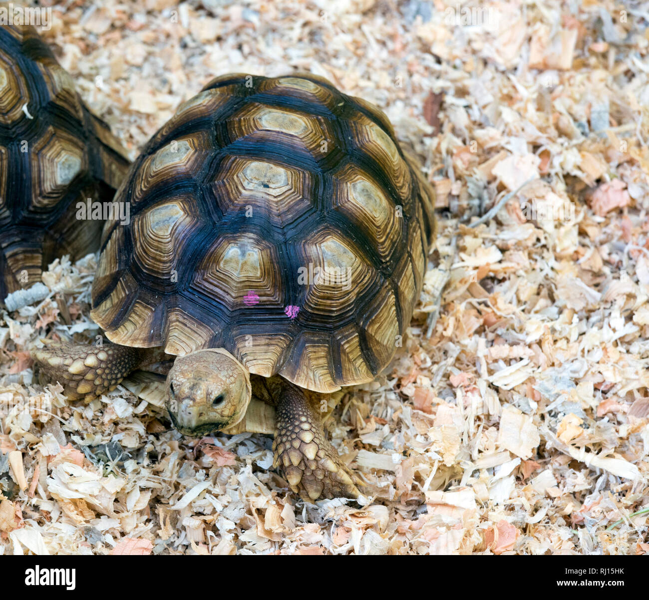 a testudo hermanni turtle in captivity Stock Photo - Alamy