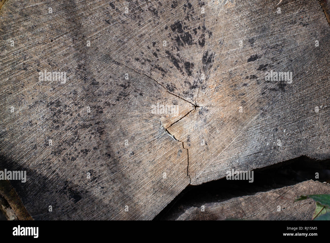Rough dead branch texture hi-res stock photography and images - Alamy