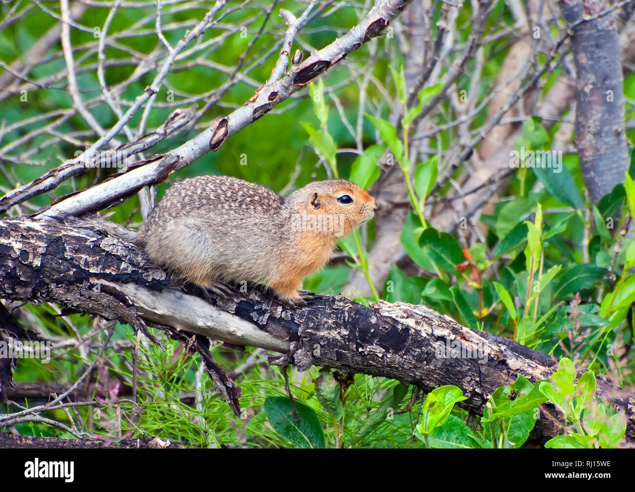 Arctic ground squirrel in Denali park, Alaska Stock Photo - Alamy