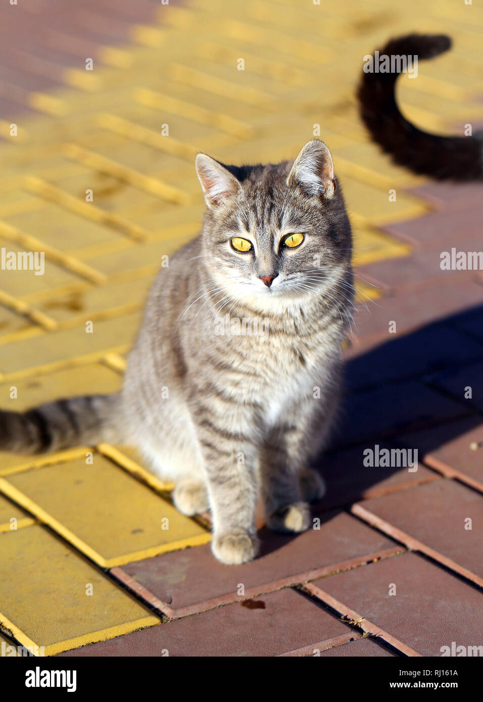 Photo macro portrait of a funny cat lit by the sun in nature Stock ...