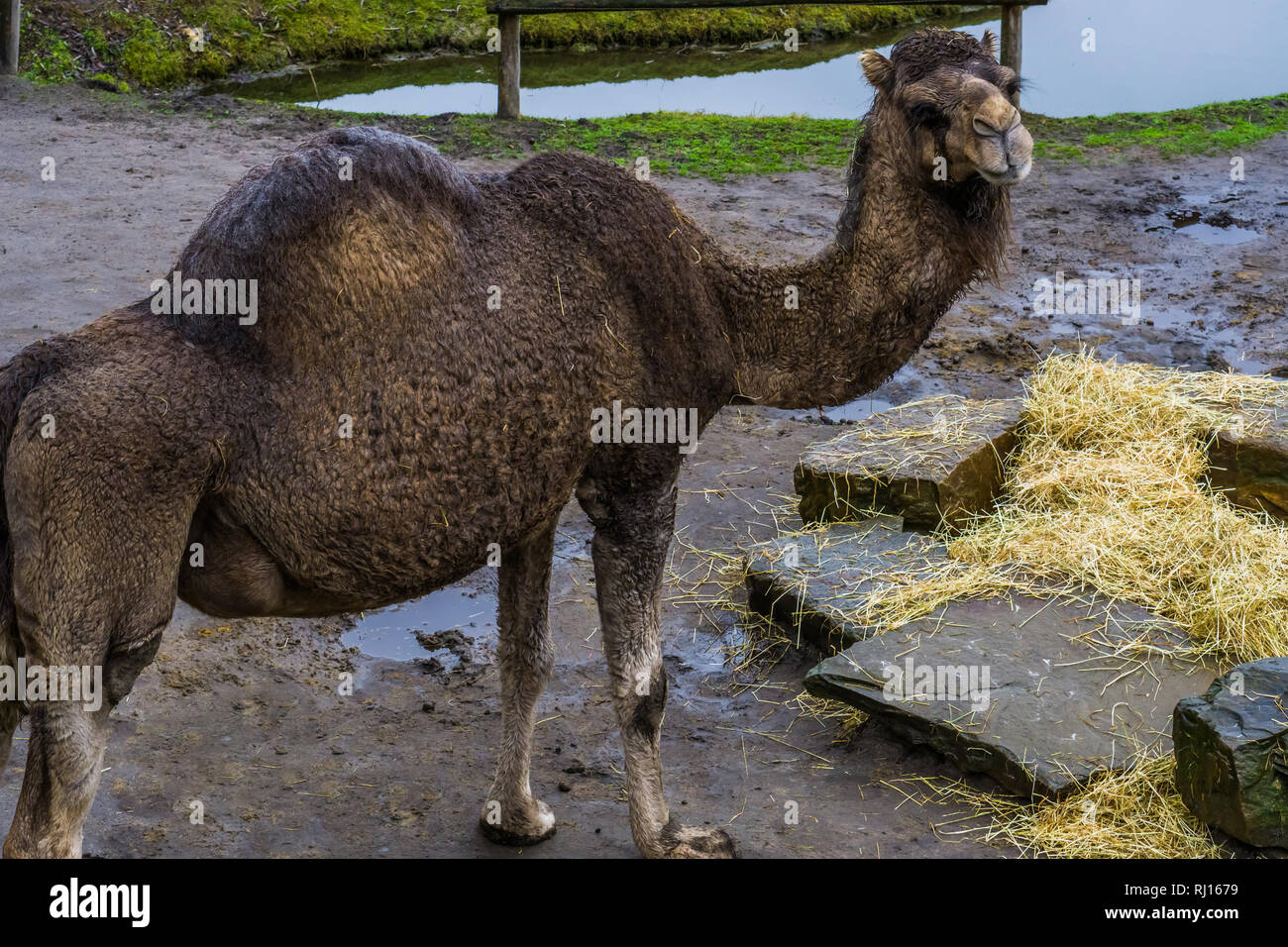 Zoology mammals camels dromedary camelus hi-res stock photography and ...